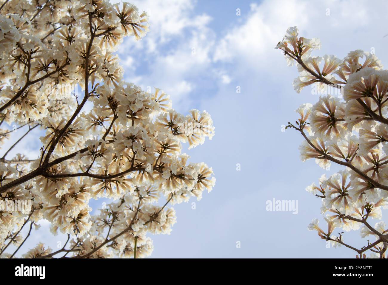 Branches of two flowering trees on the sides of the image. White ipe ...