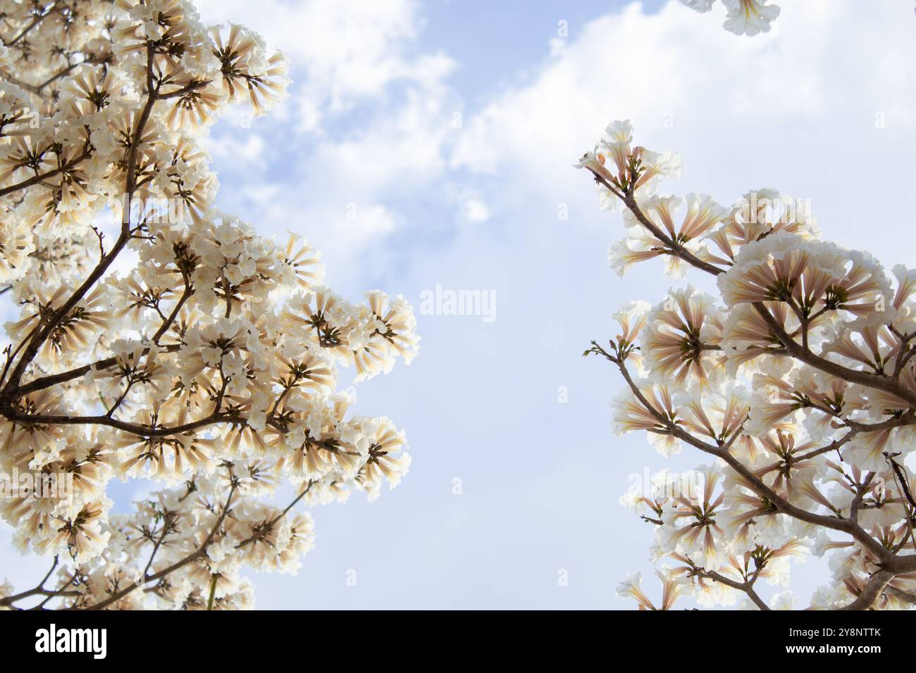 Branches of two flowering trees on the sides of the image. White ipe ...