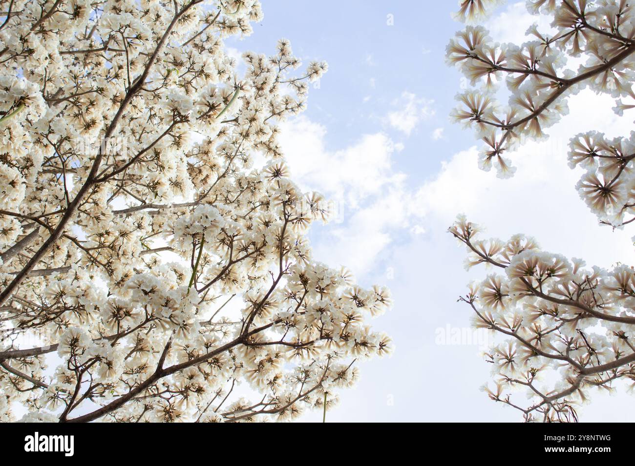 Branches of two flowering trees on the sides of the image. White ipe ...