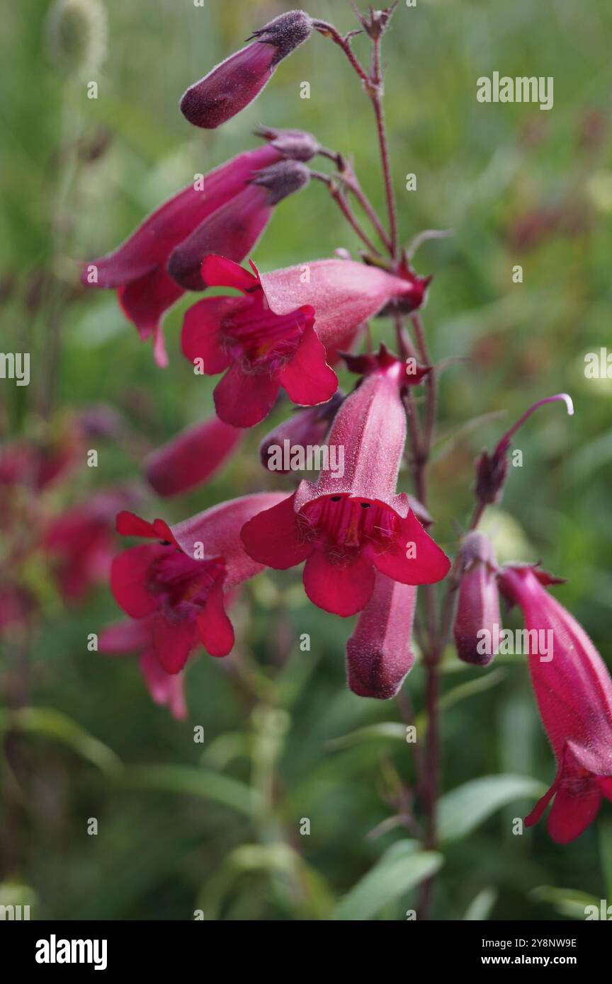 Dark purple bell shaped flowers of a Penstemon 'Raven' plant, also ...
