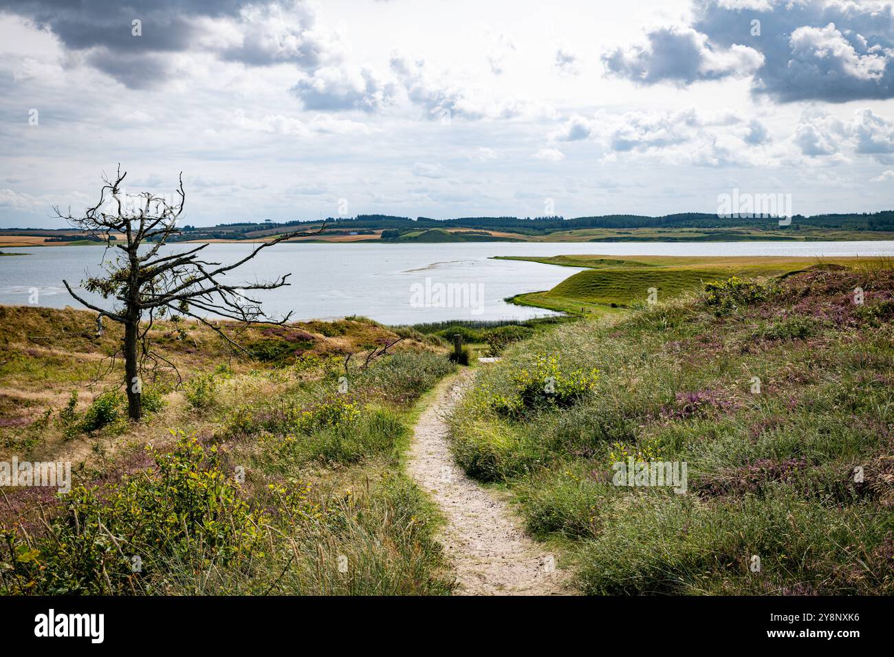 the dune area with ponds in Thy National Park in Denmark Stock Photo ...