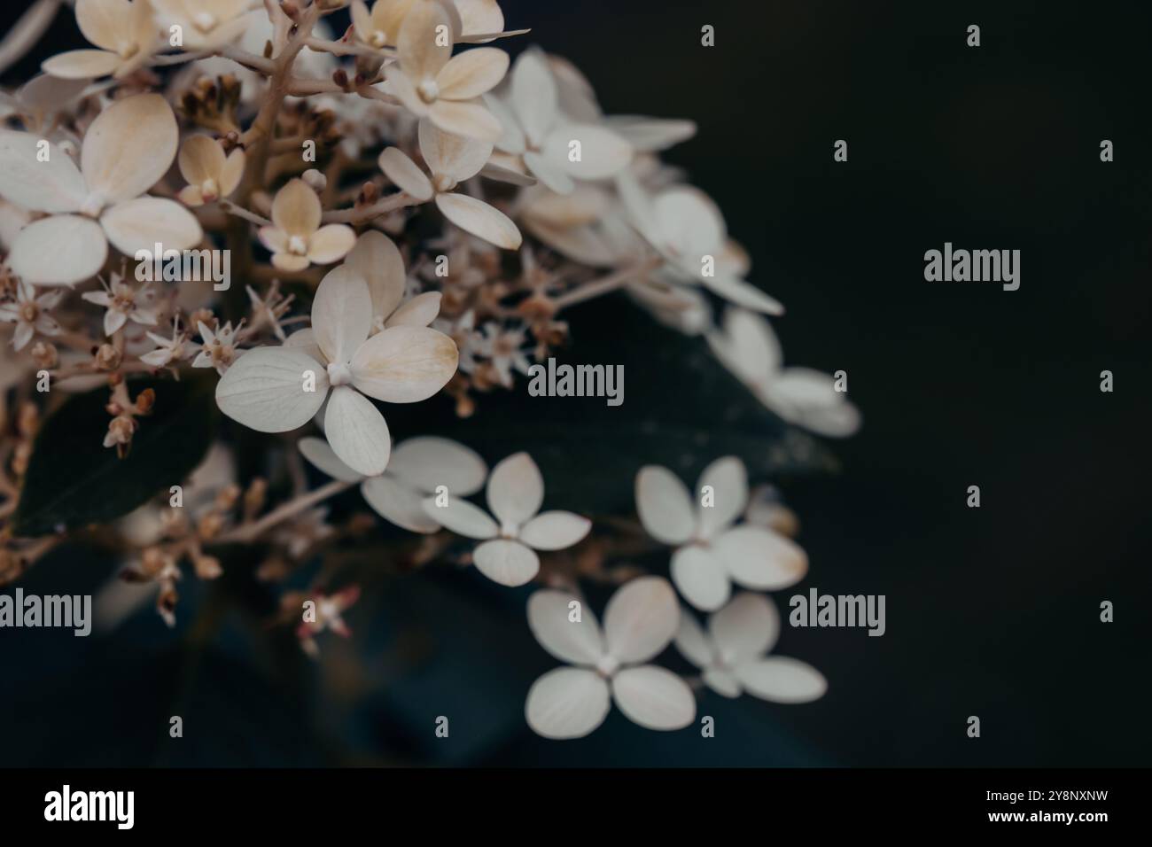 White small delicate flowers, inflorescences Hydrangea paniculata ...