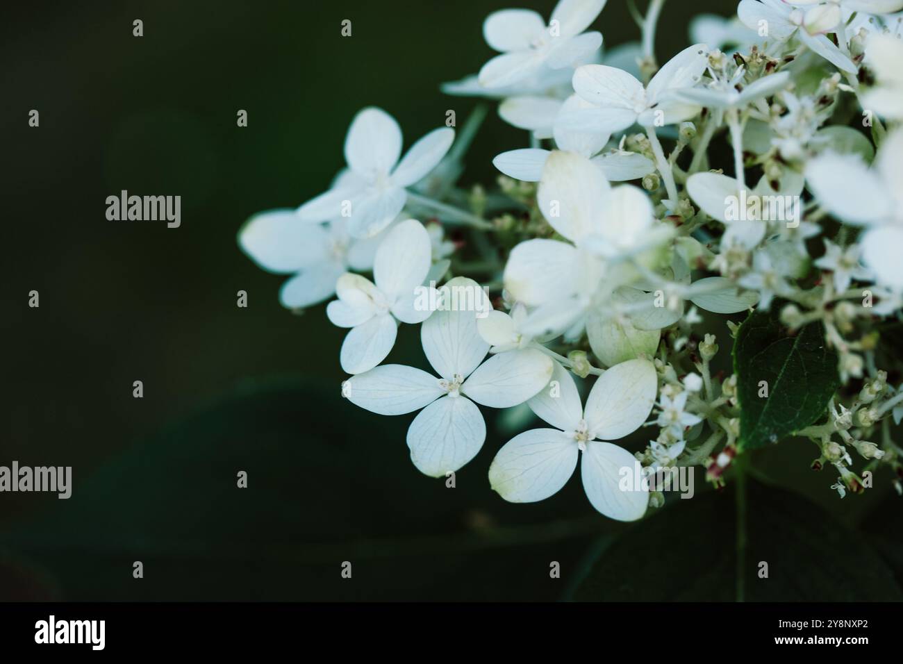 White small delicate flowers, inflorescences Hydrangea paniculata ...