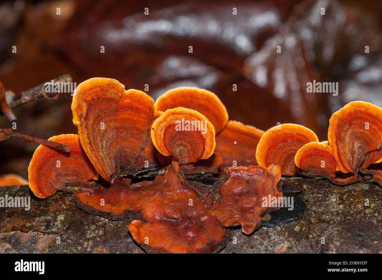 Pycnoporus fungi hi-res stock photography and images - Alamy