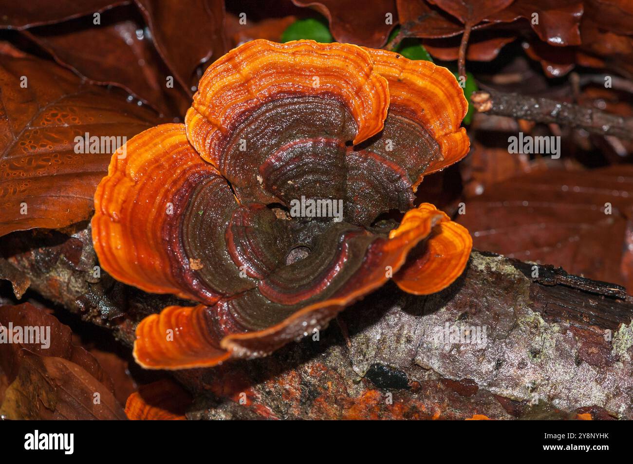 Pycnoporus hi-res stock photography and images - Alamy