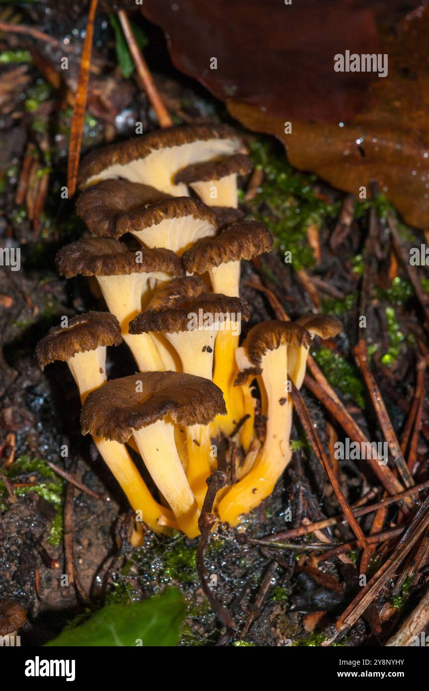 Yellow Foot, Cantharellus lutescens, on the ground Stock Photo - Alamy