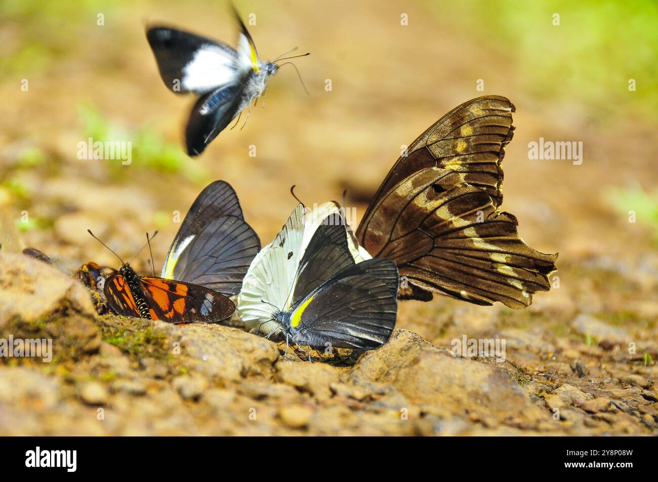 Swallowtails and other butterflies in Bwindi National Park- Uganda ...