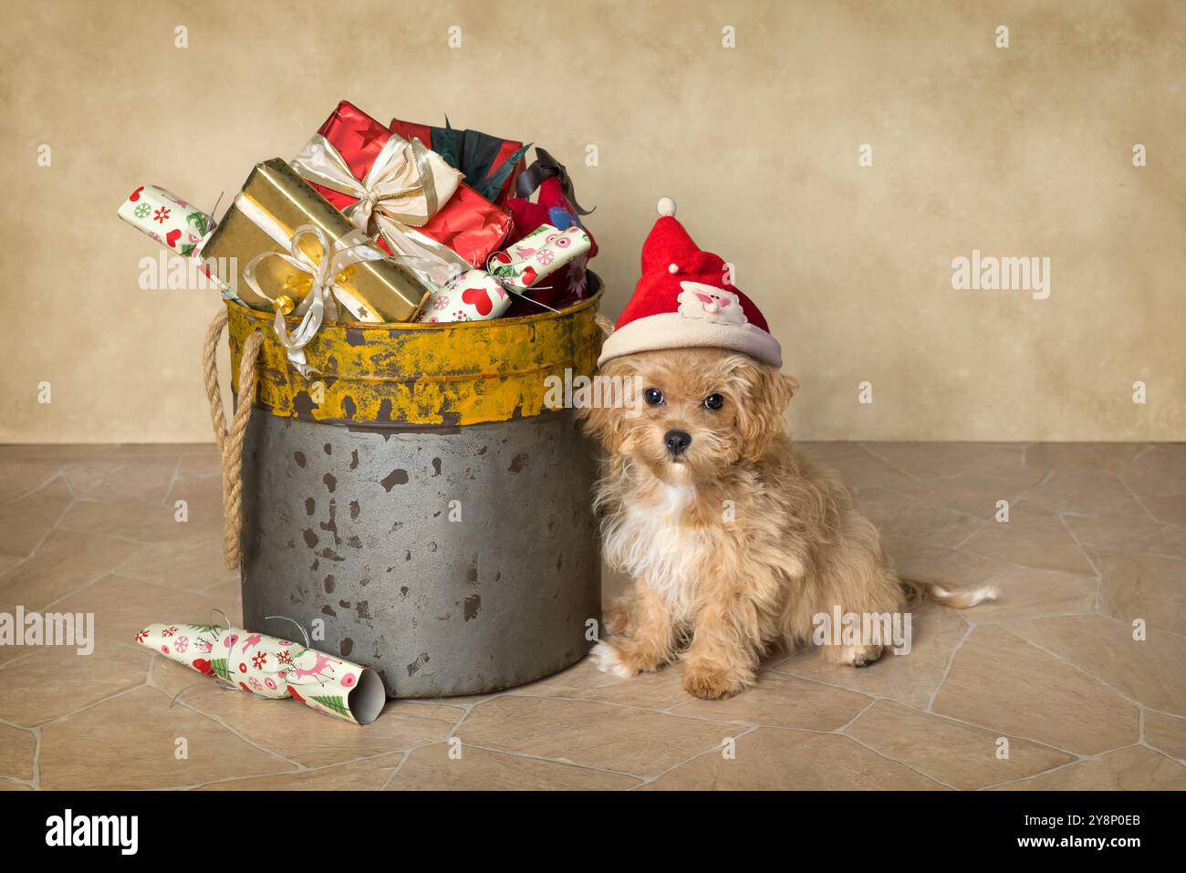 Adorable 11 weeks old Maltipoo puppy posing with a bucket full of ...