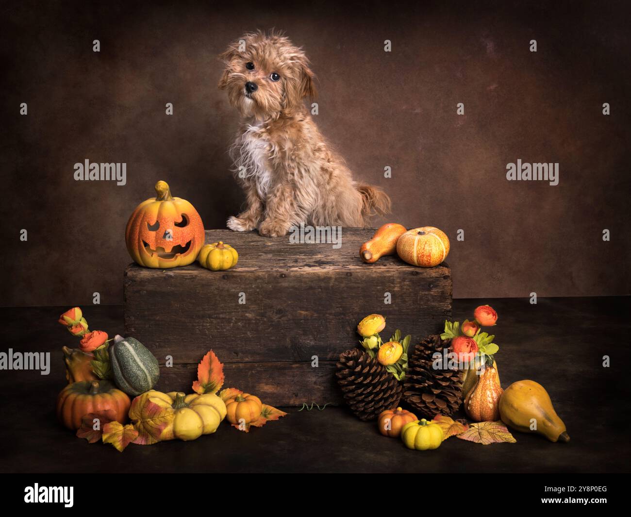 Adorable 4 month old puppy in a halloween setup. He is a mix breed of ...