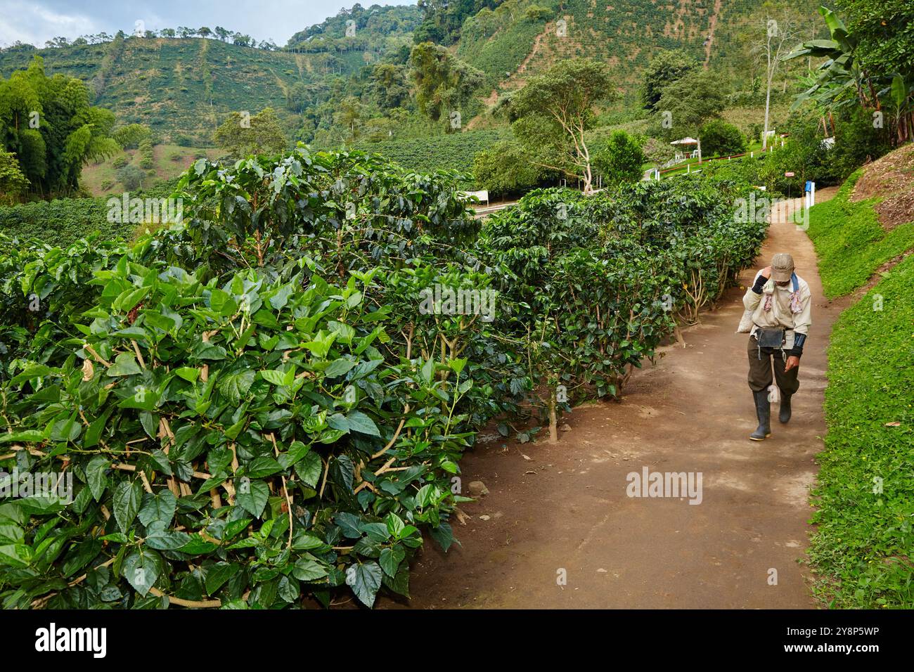Hacienda San Alberto, Cafetal, Coffee plantations, Coffee Cultural ...