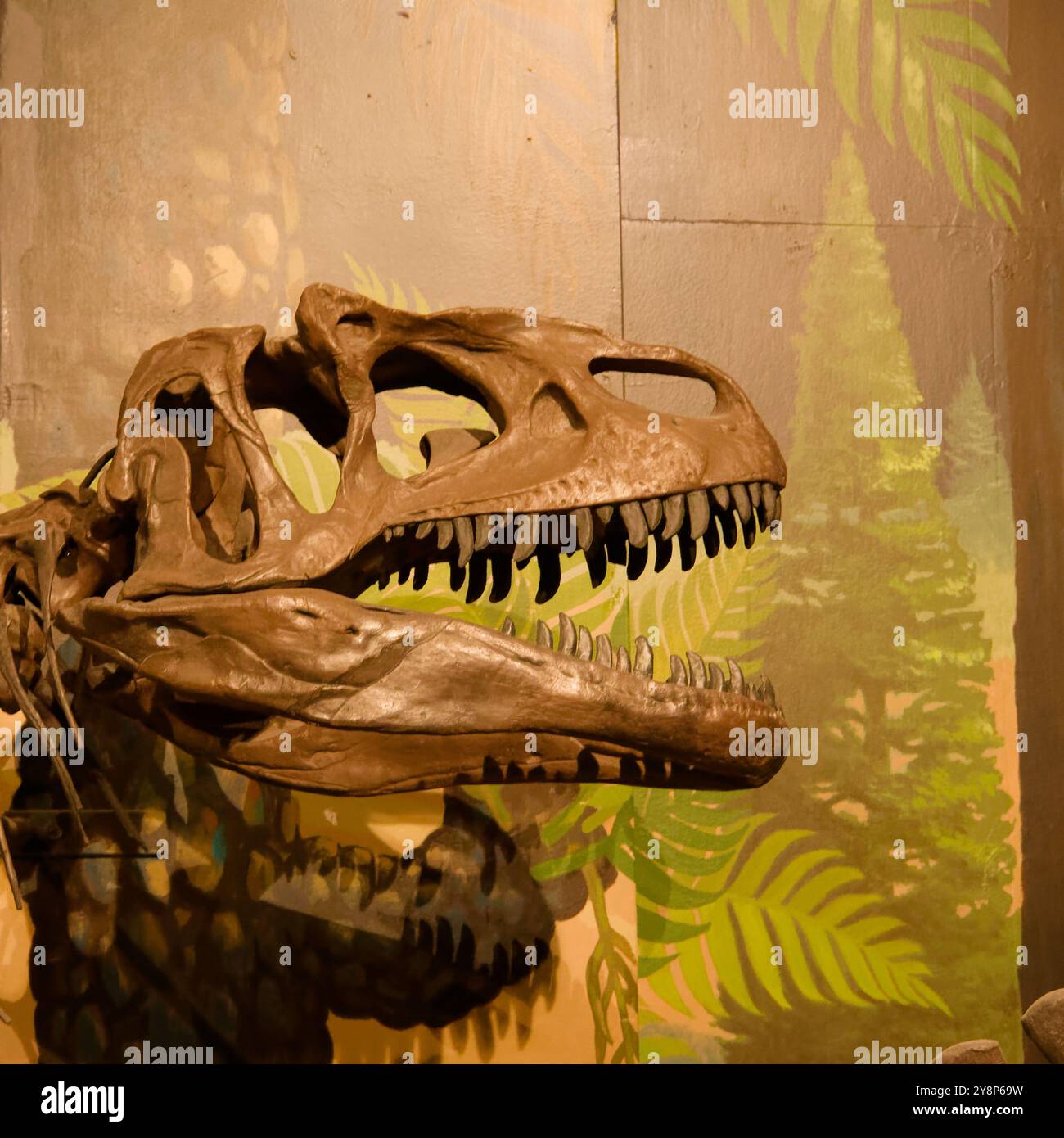 Skeleton of a dinosaur apex predator Stock Photo - Alamy