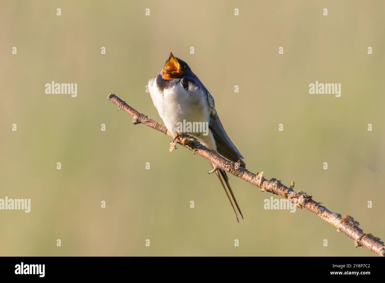 Migration pathways hi-res stock photography and images - Alamy