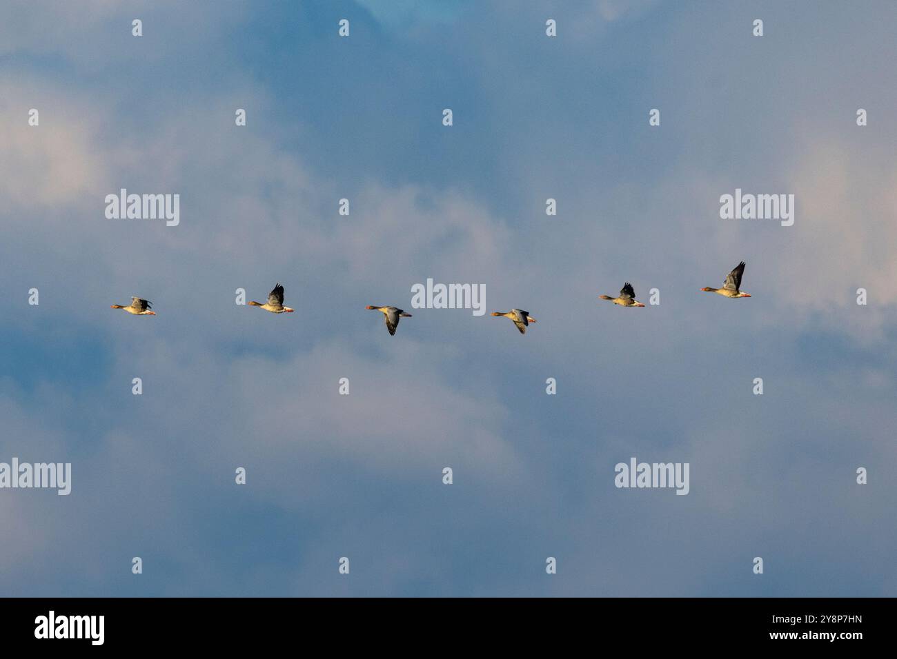 Flock of geese flying Stock Photo - Alamy