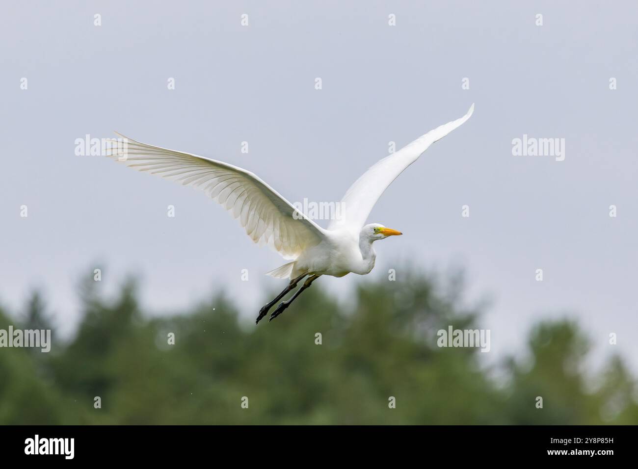 Rare great white egret ardea hi-res stock photography and images - Alamy