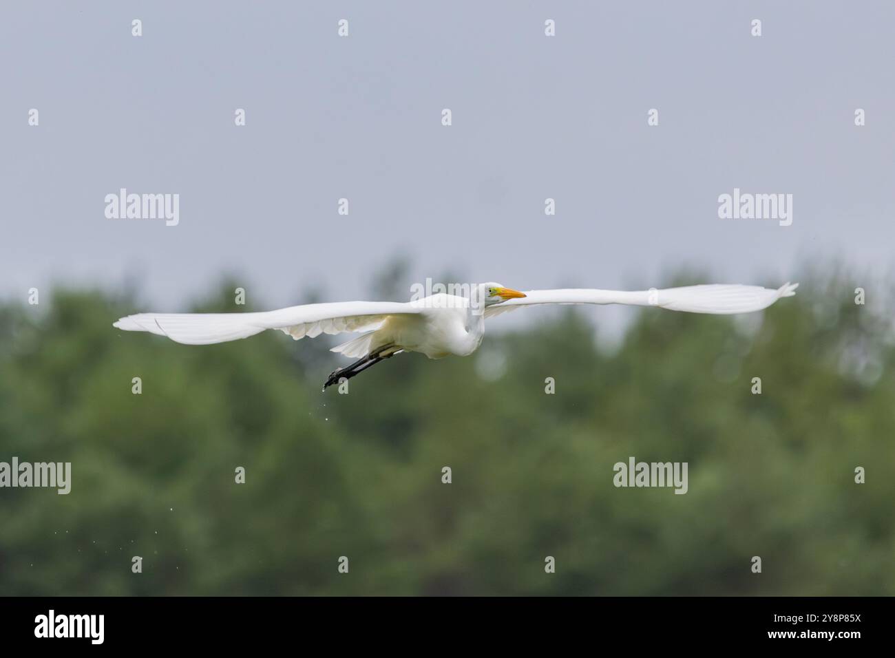 Rare great white egret ardea hi-res stock photography and images - Alamy