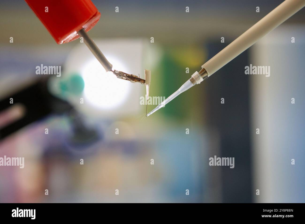 Electrospinning of self-assembling molecules to wires The natural self-assembly of peptides to ...