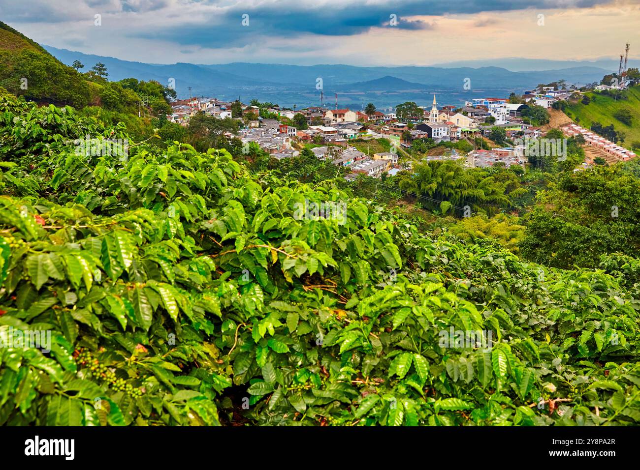 Coffee Cultural Landscape, Buenavista, Quindio, Colombia, South America ...
