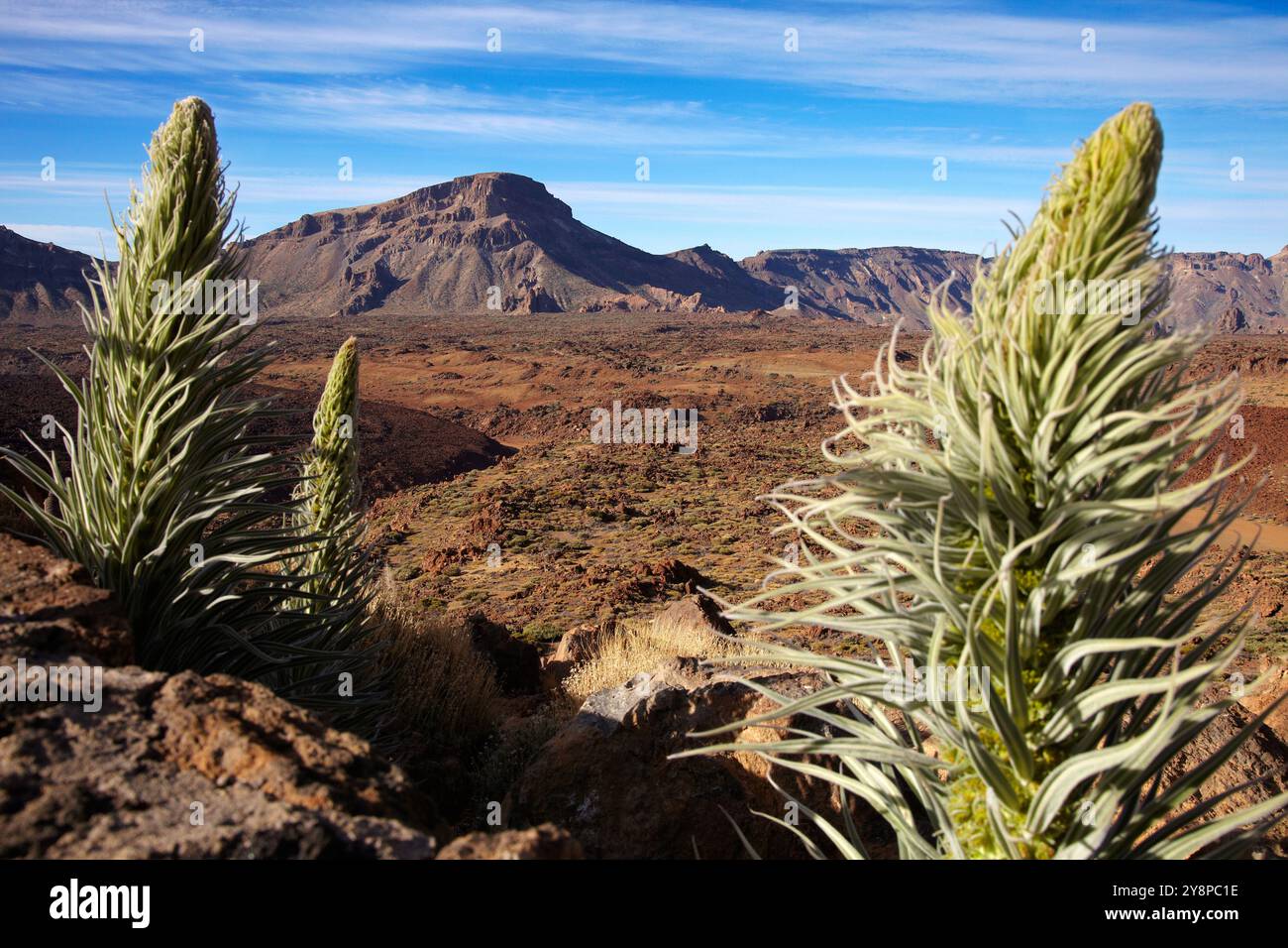Echium wildpretii, Tajinaste rojo, Las Cañadas, El Teide National Park ...