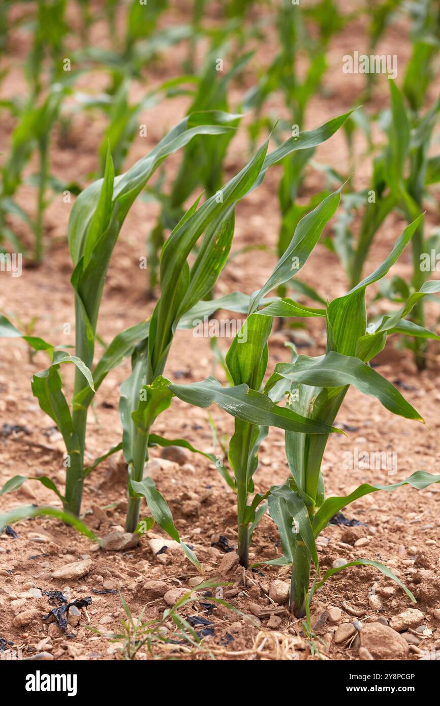 Corn crop, Agricultural fields, High Ribera, Arga-Aragon Ribera ...