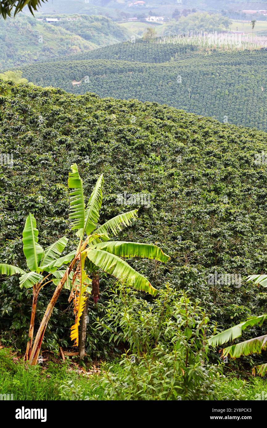 Cafetales, Coffee plantations, Coffee Cultural Landscape, Quindio ...