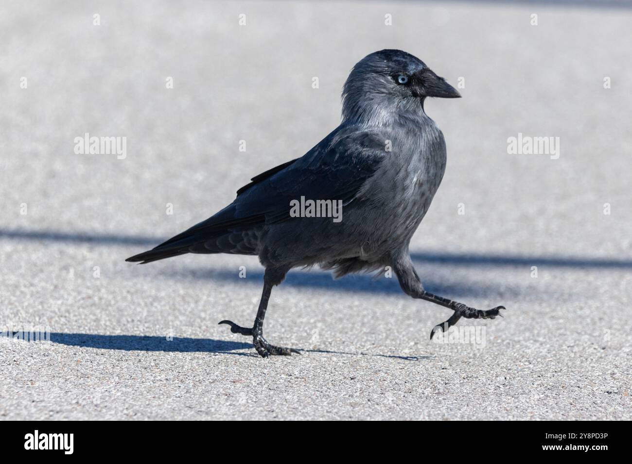 Jackdaw identification hi-res stock photography and images - Alamy