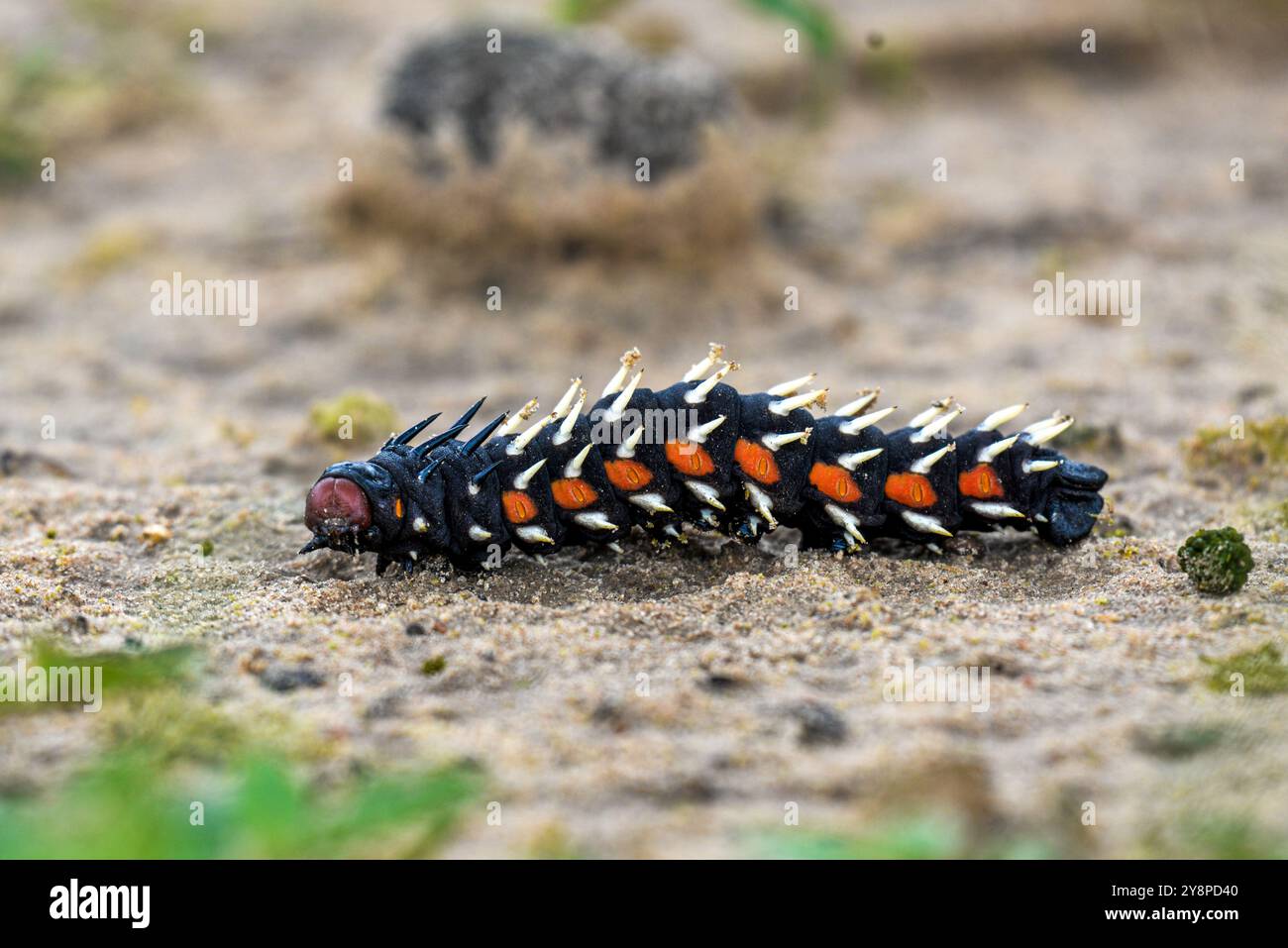 Cabbage Tree Emperor Moth (Bunaea alcinoe Stock Photo - Alamy