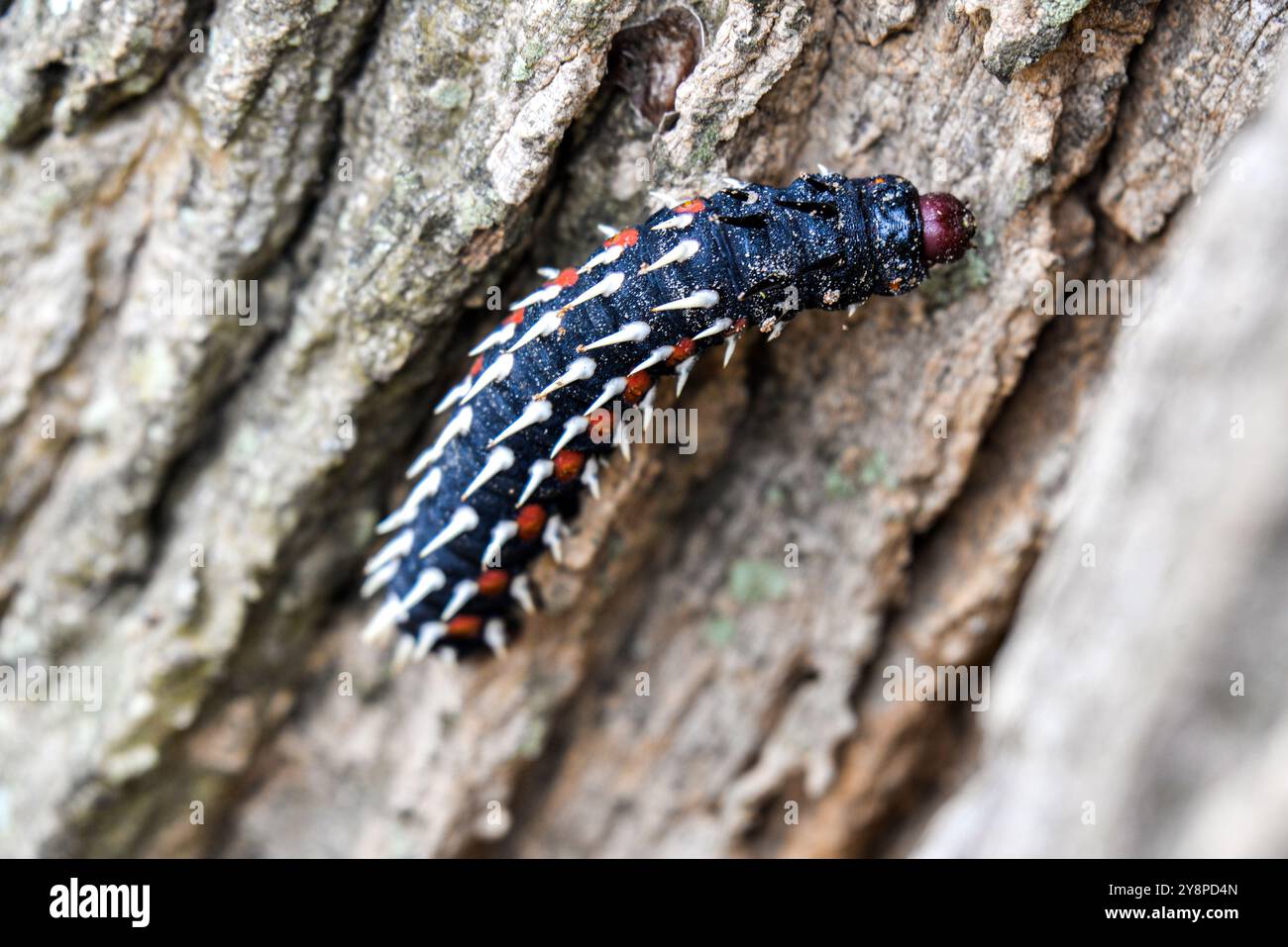 Cabbage Tree Emperor Moth (Bunaea alcinoe Stock Photo - Alamy