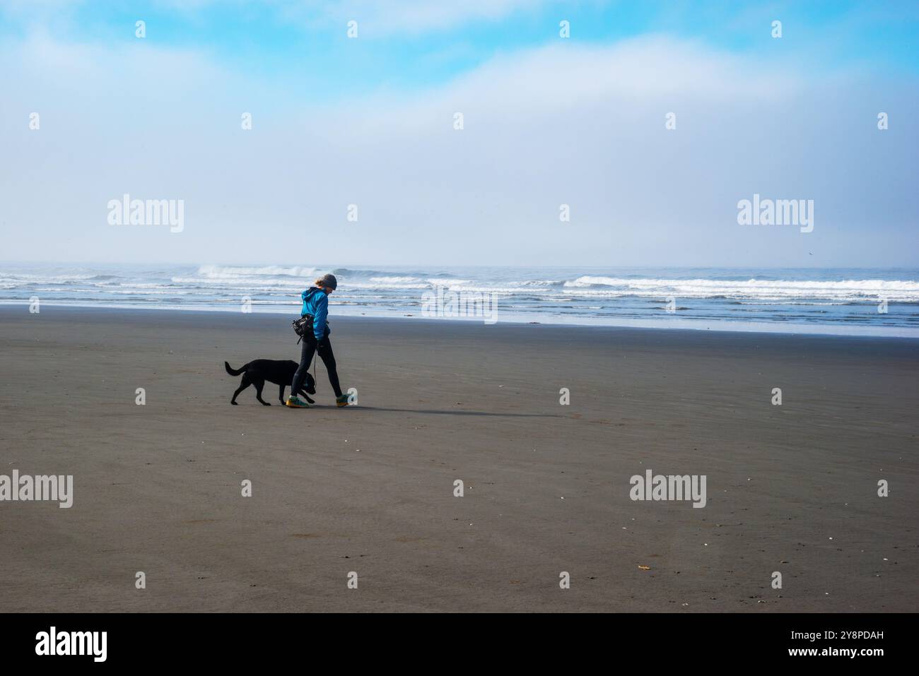 A single female senior walking her black lab along a beach on the ...