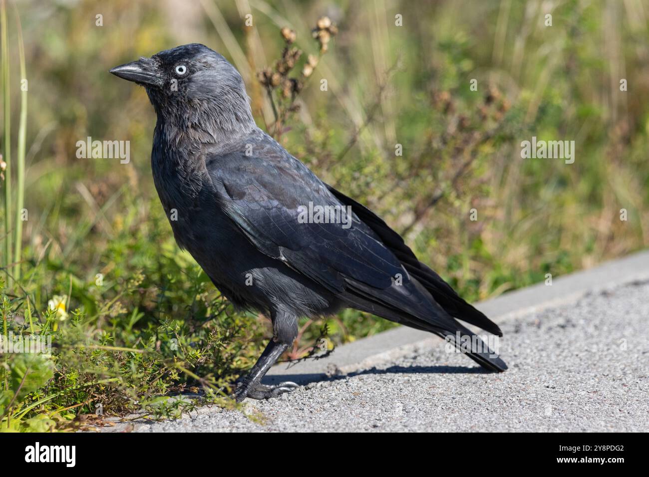 Jackdaw identification hi-res stock photography and images - Alamy
