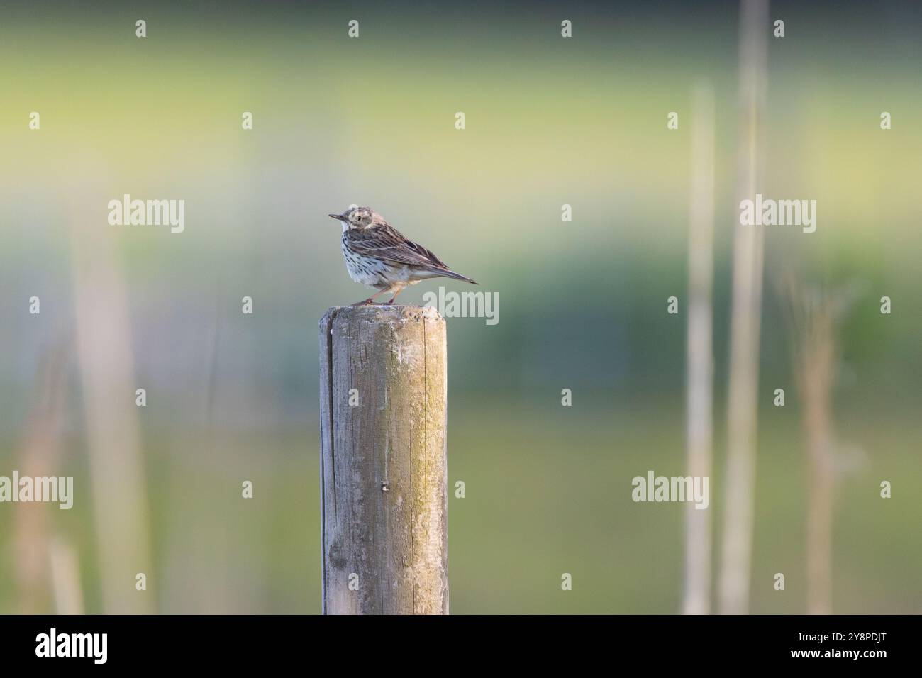 Pipit sightings hi-res stock photography and images - Alamy