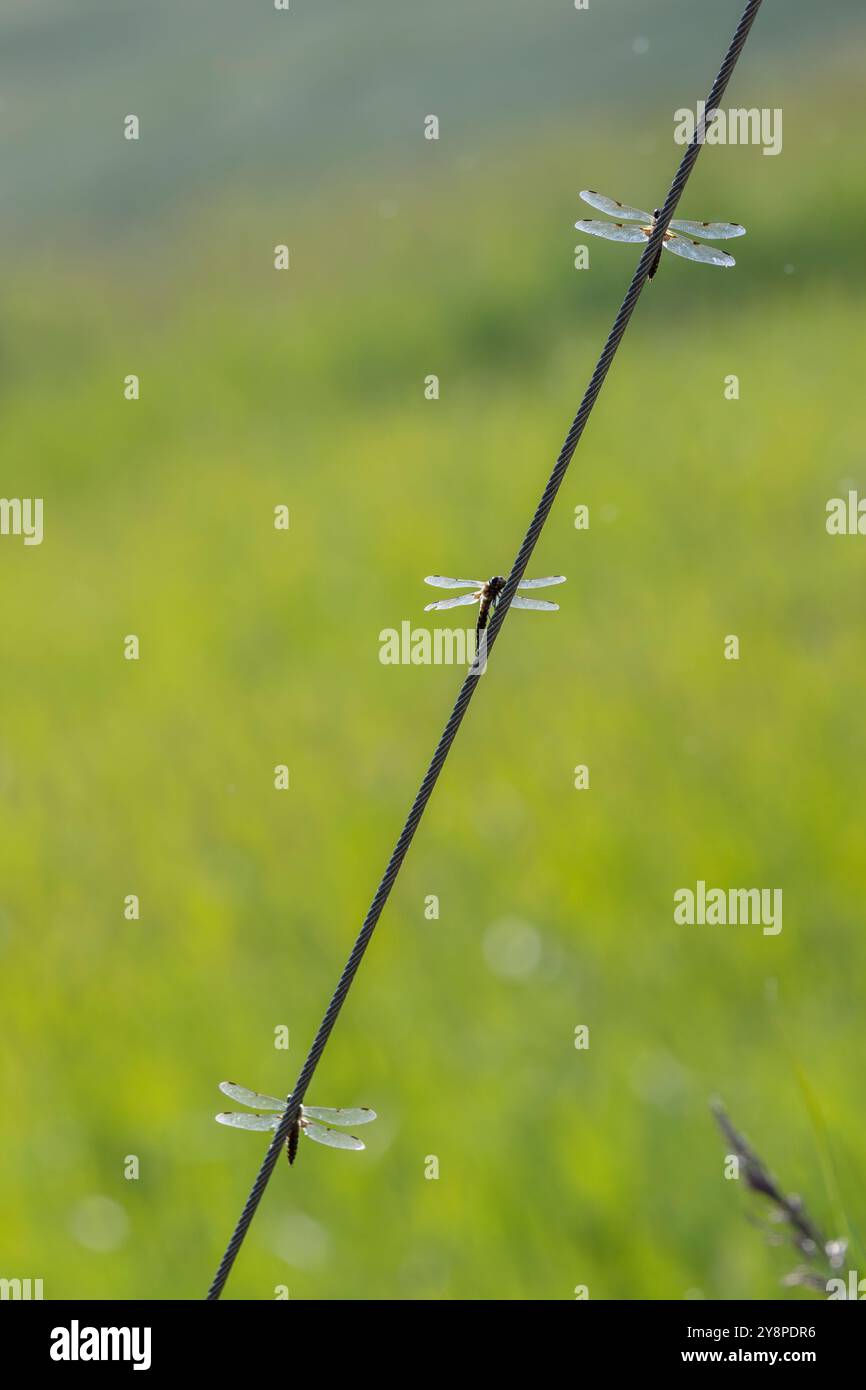 Dragonflies anatomy hi-res stock photography and images - Alamy