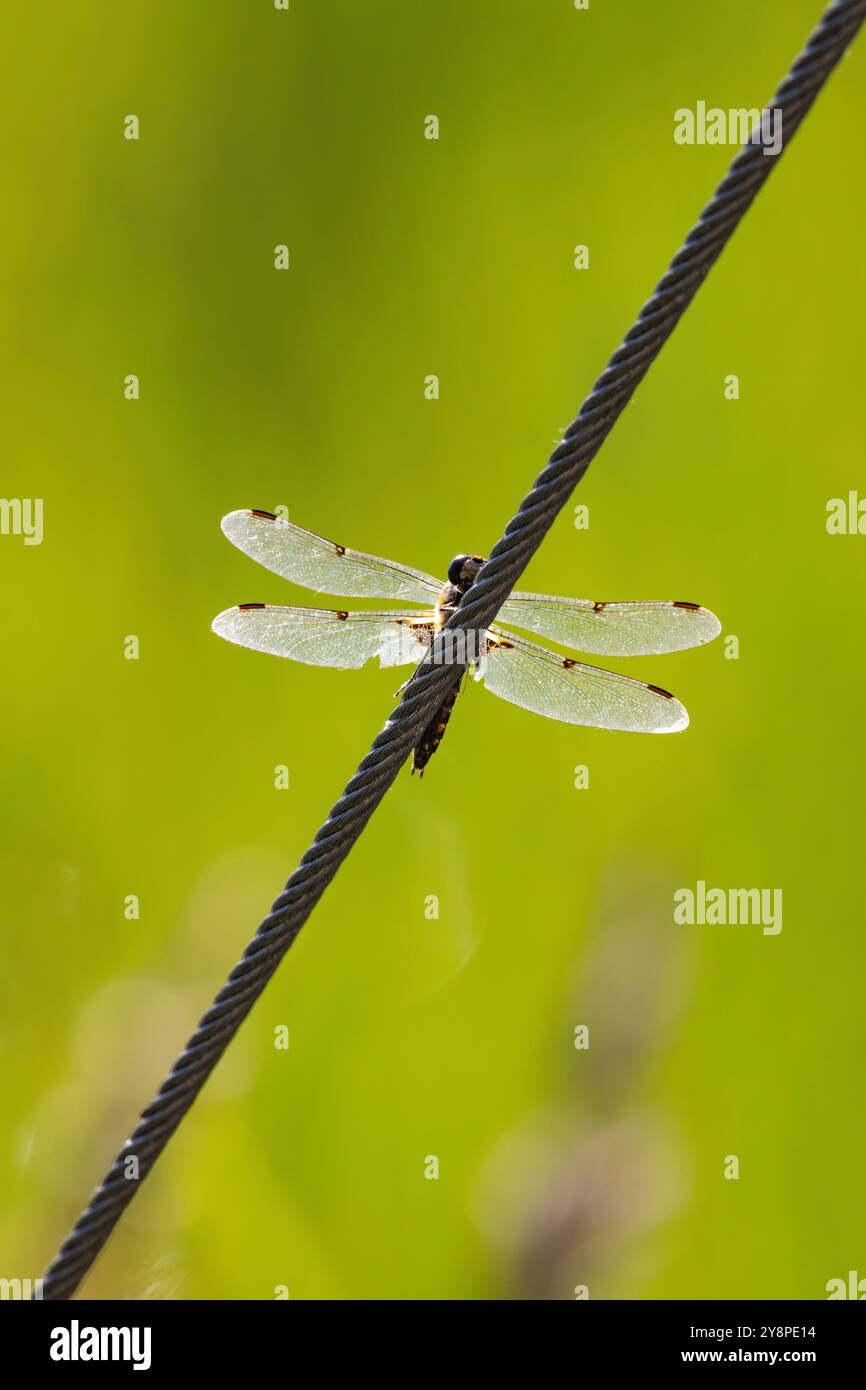 Dragonflies anatomy hi-res stock photography and images - Alamy