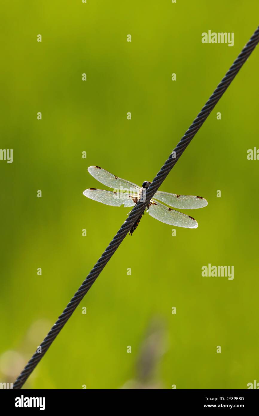 Dragonflies anatomy hi-res stock photography and images - Alamy