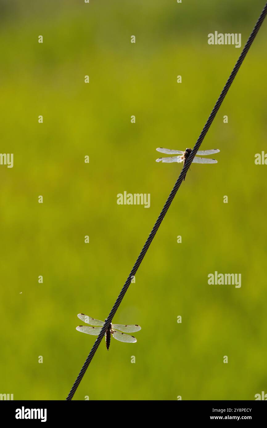 Dragonflies anatomy hi-res stock photography and images - Alamy