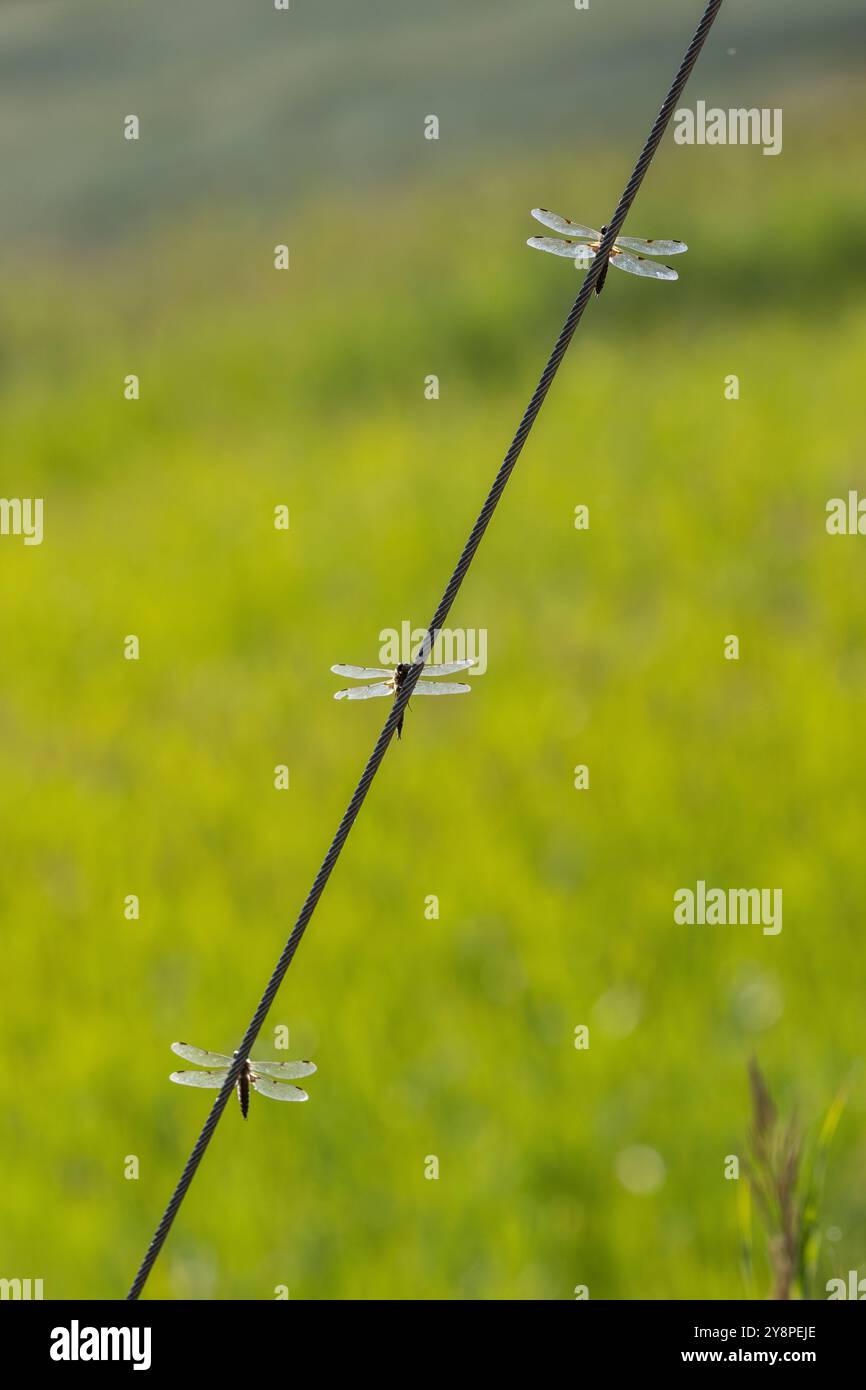 Dragonflies anatomy hi-res stock photography and images - Alamy
