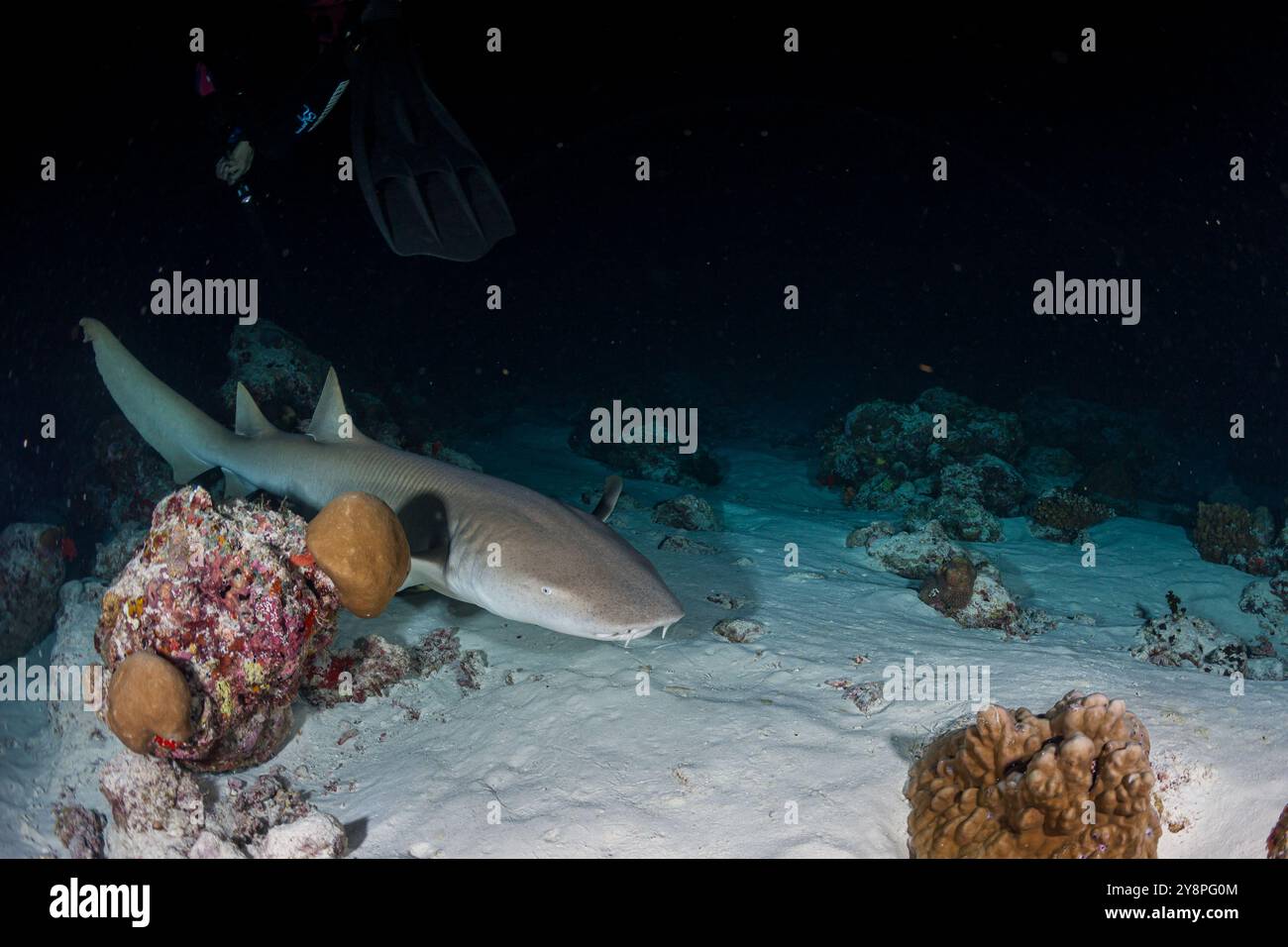 Maldives, Tawny Nurse Shark (Nebrius ferrugineus Stock Photo - Alamy