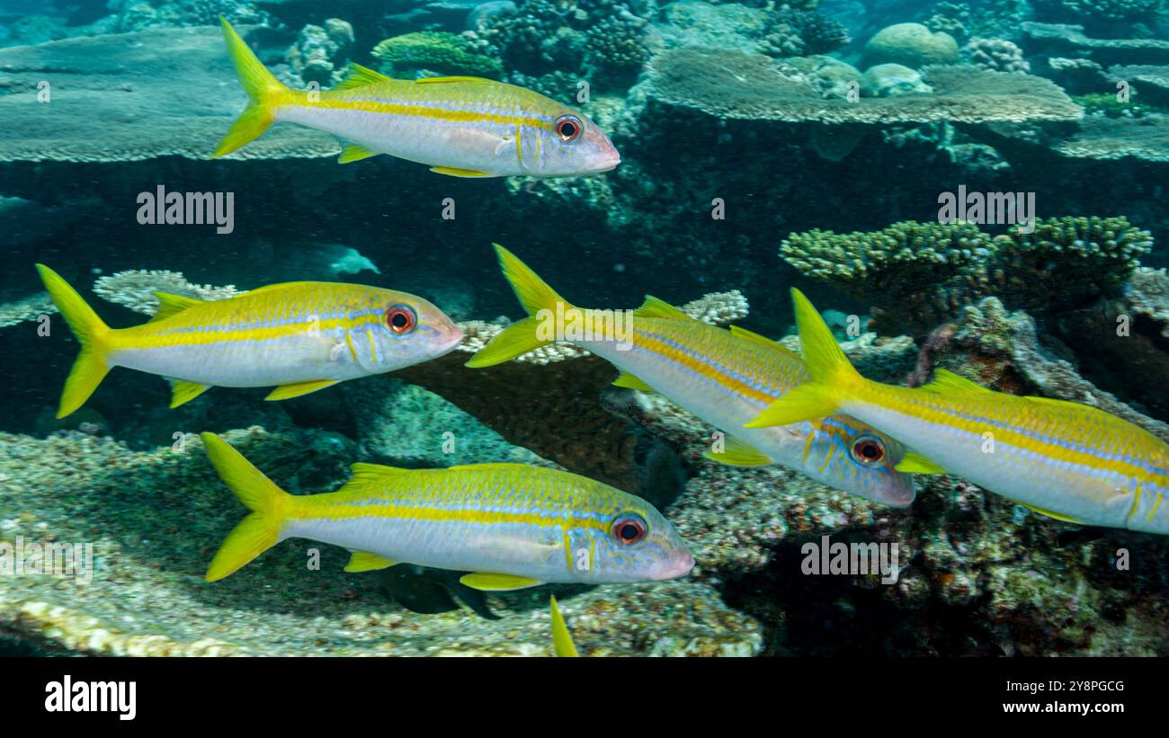Maldives, Bigeye Yellow Snapper (Lutjanus lutjanus Stock Photo - Alamy