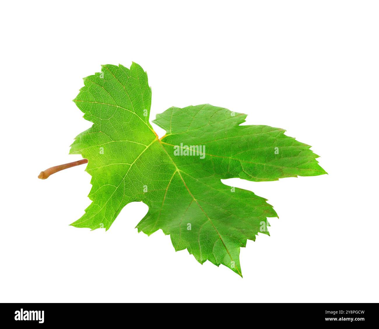 Single vine leaf isolated on white background Stock Photo - Alamy