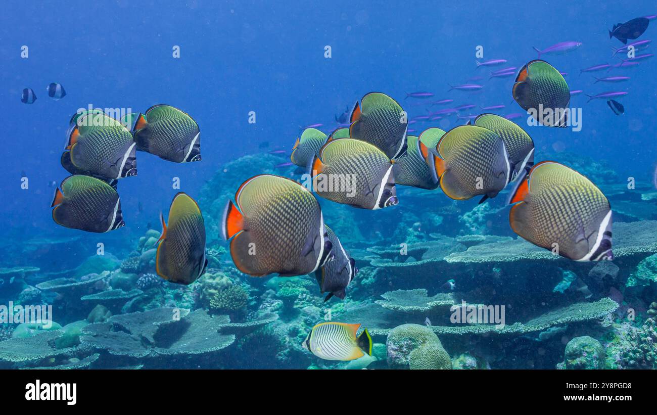 Maldives, Indian Butterflyfish, Headband Butterflyfish (Chaetodon ...