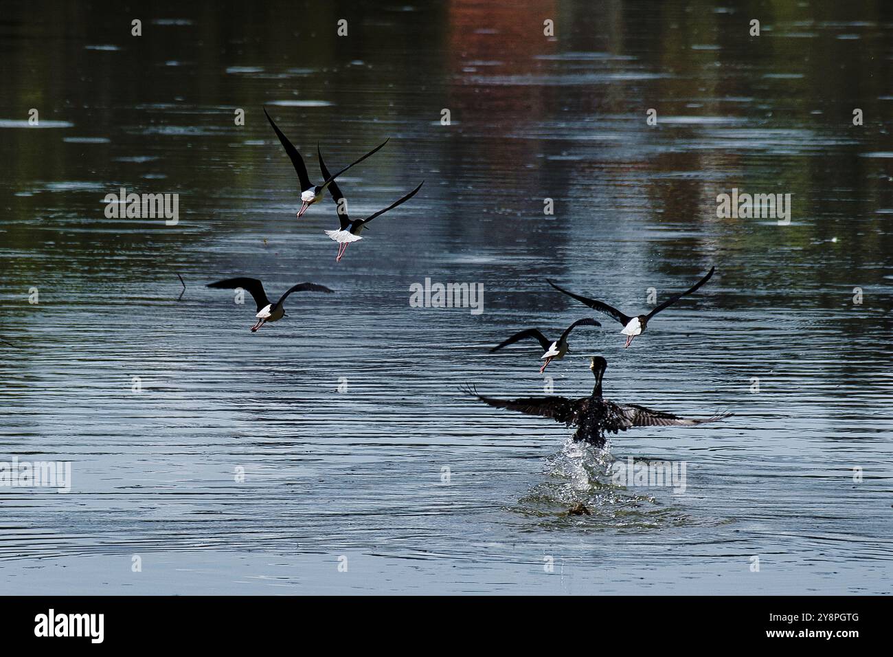 A group of birds are flying over a body of water. The birds are in the ...