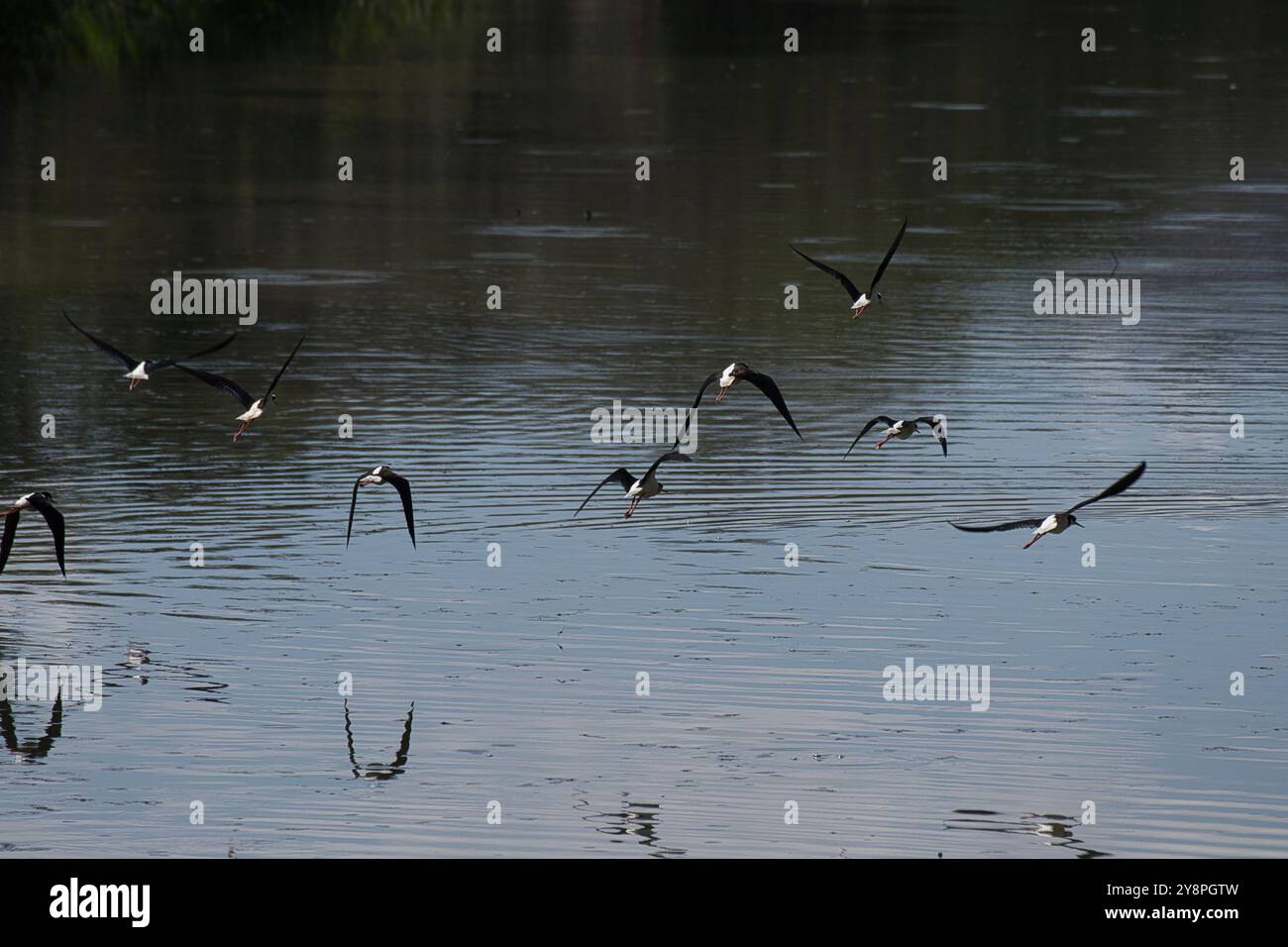 Birds flying low over water hi-res stock photography and images - Alamy