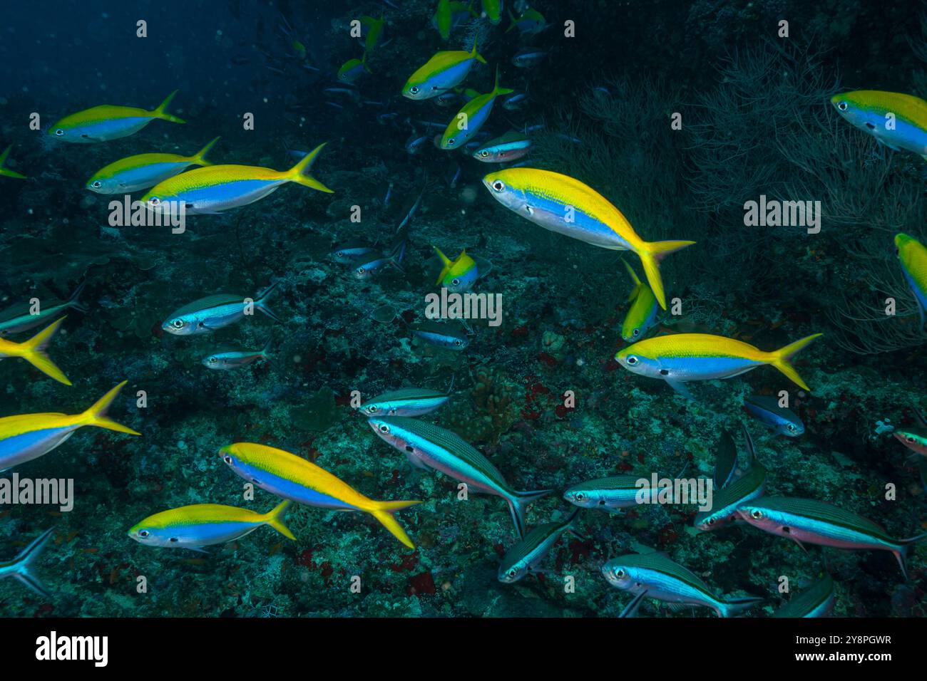 Maldives, Yellowback Fusilier (Caesio xanthonota Stock Photo - Alamy