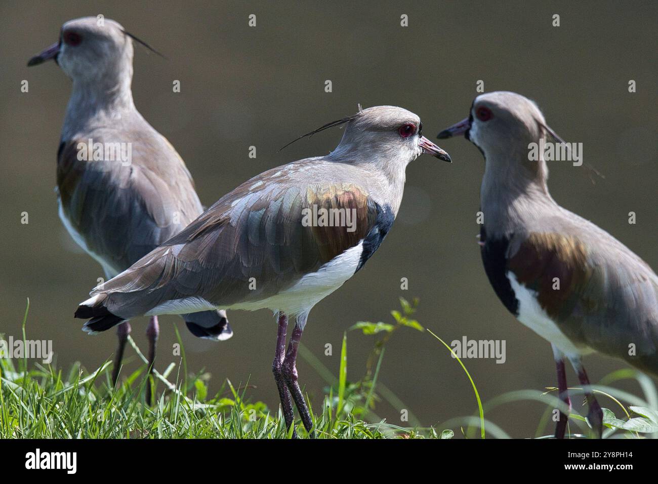 Three birds are standing on a grassy hillside. One of the birds has a ...