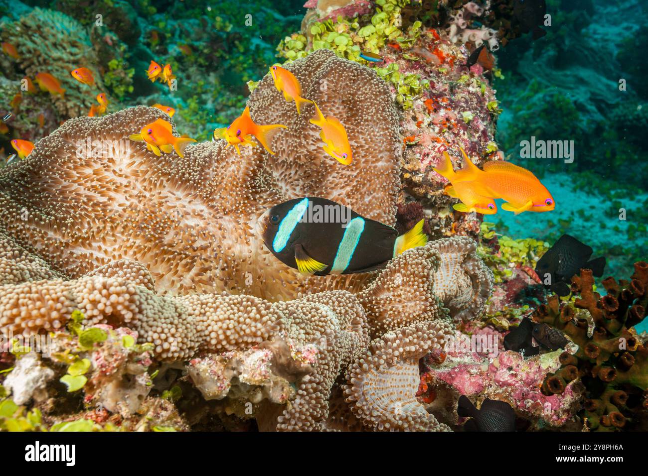 Maldives, Yellowtail Clownfish, Clark's Anemonfish (Amphiprion clarkii ...