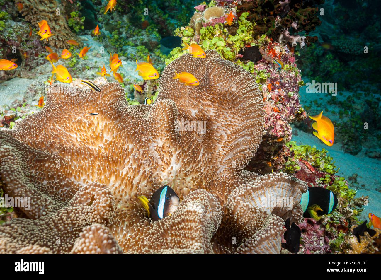 Maldives, Yellowtail Clownfish, Clark's Anemonfish (Amphiprion clarkii ...