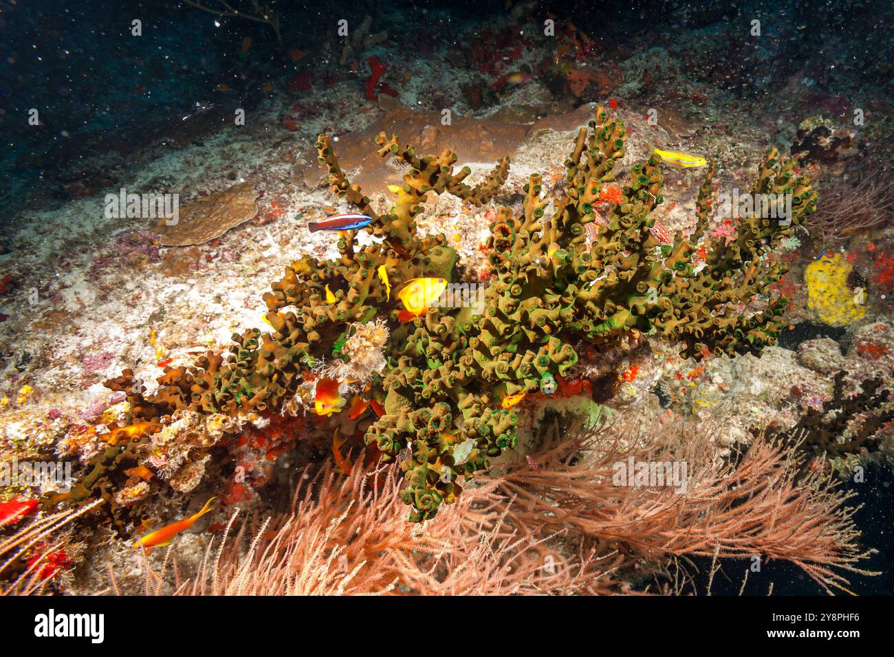 Maldives, Black Sun Coral (Tubastraea micranthus Stock Photo - Alamy