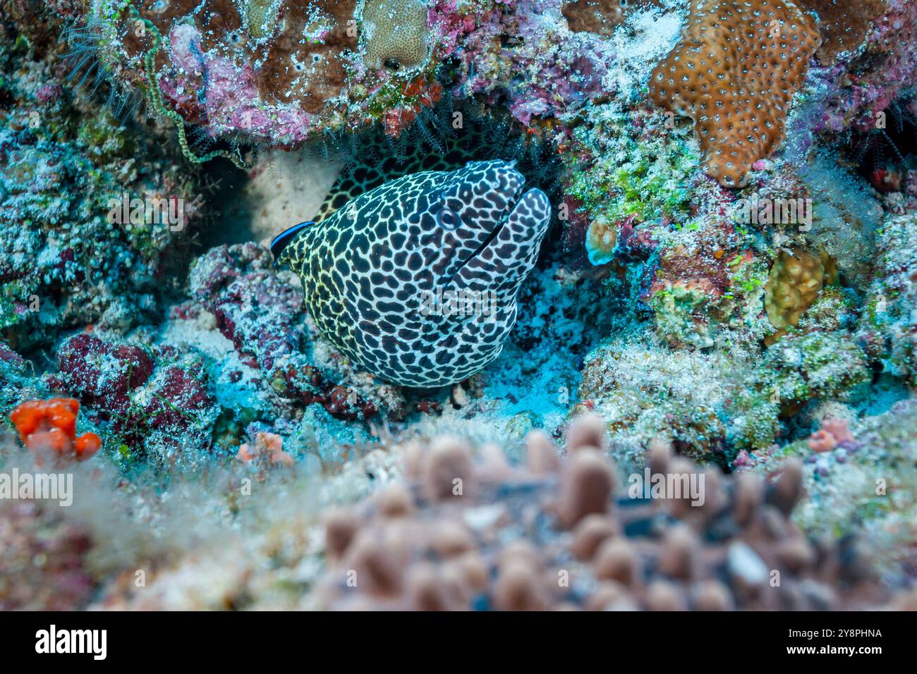 Maldives, Laced, Honeycomb Moray Eel (Gymnothorax favagineus Stock ...
