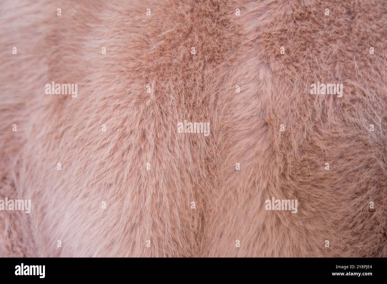 Textured backdrop of soft peach tones hi-res stock photography and ...