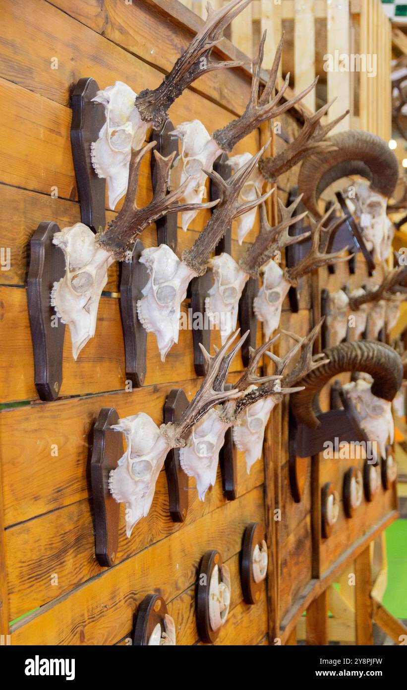 Decorative display of mounted deer antlers and skull trophies on a ...