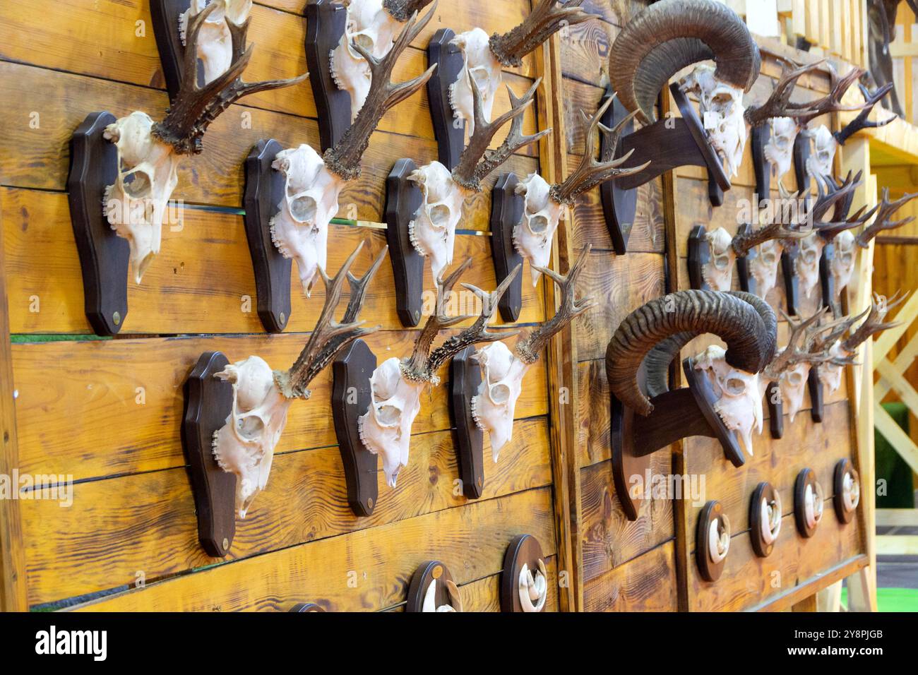 Decorative display of mounted deer antlers and skull trophies on a ...
